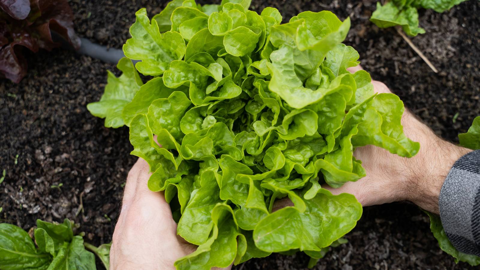 6 Tips for Growing Your Own Lettuce