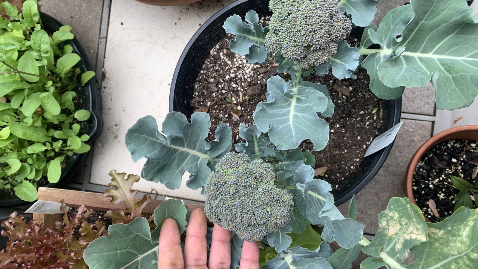 How to Grow Broccoli in Containers