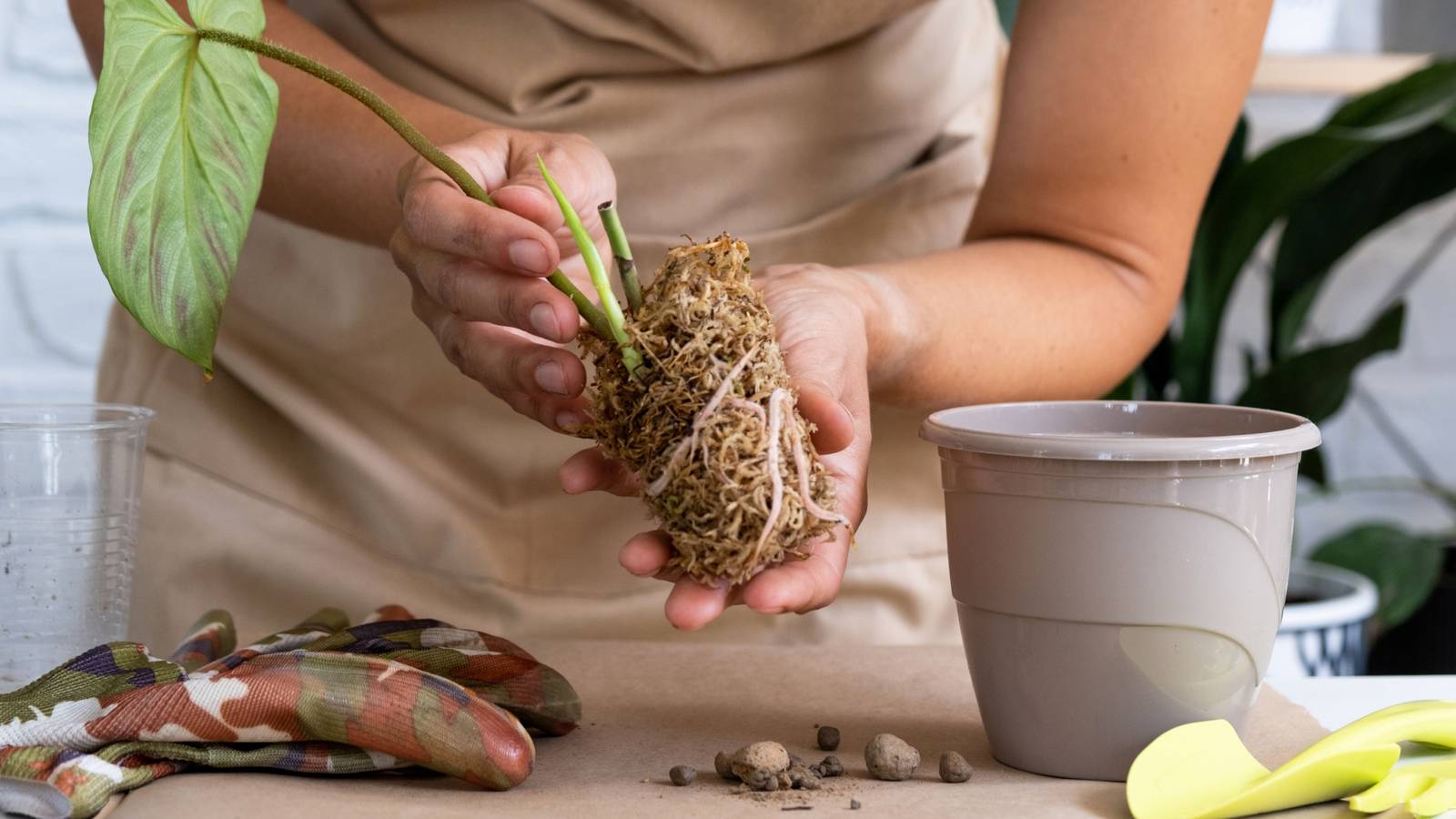 How to Move Your Container Plant Into a Larger Container