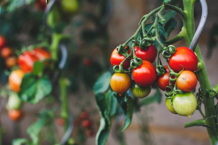 9 Plants to Plant With Basil