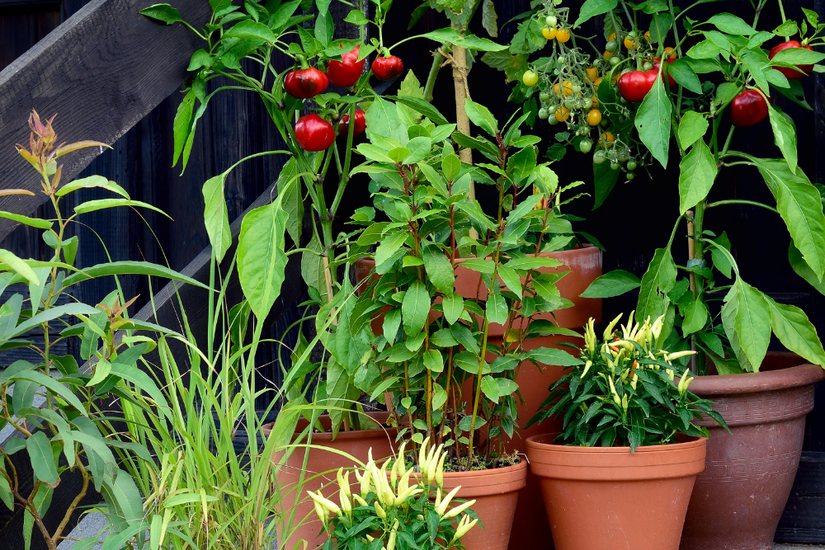 5 Vegetable Gardening Tips Every Beginner Should Know