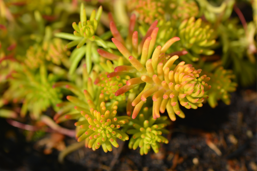 10 Sedum Varieties To Grow Indoors and Out
