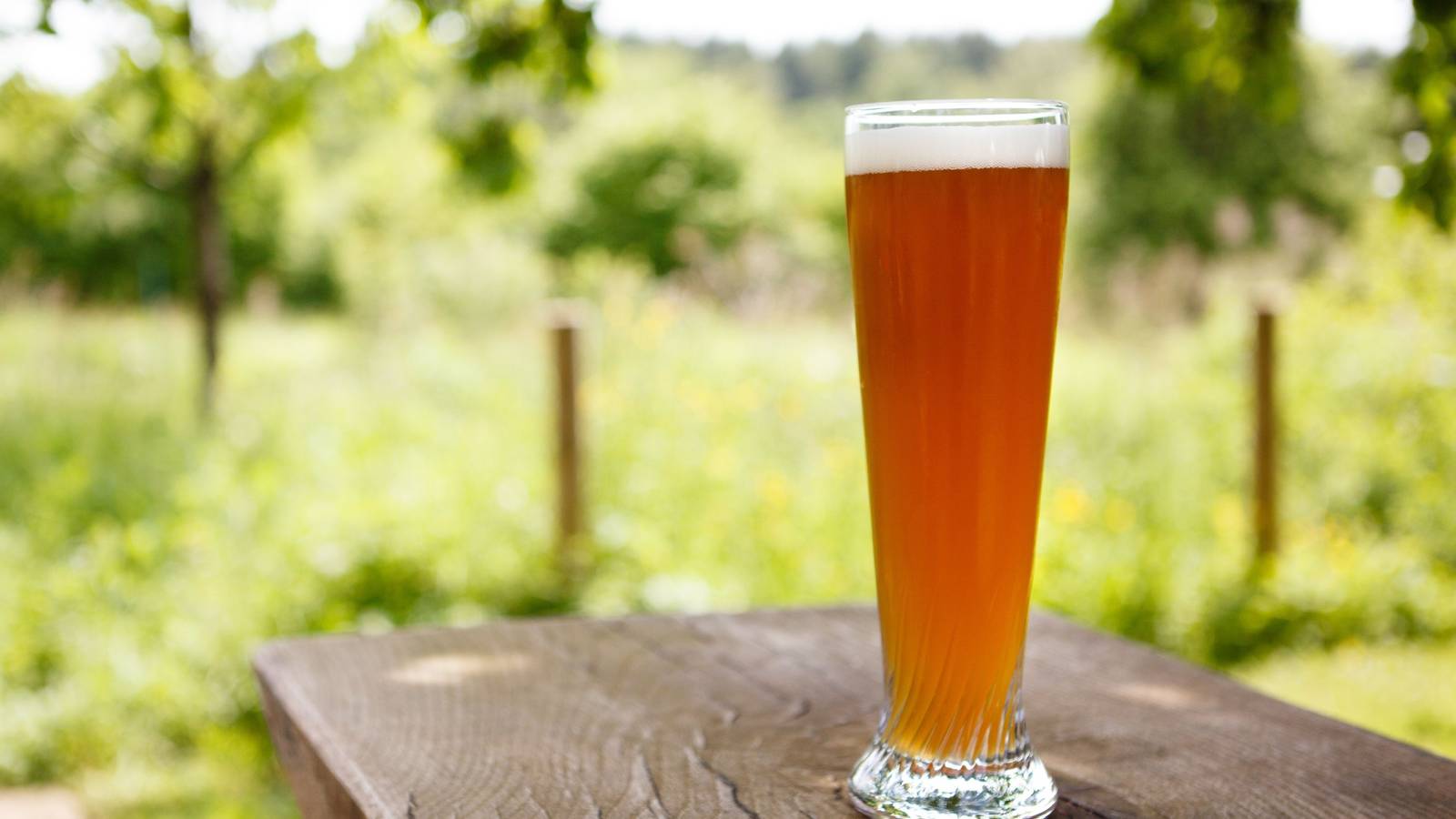 5 Ways to Use Beer in Your Garden