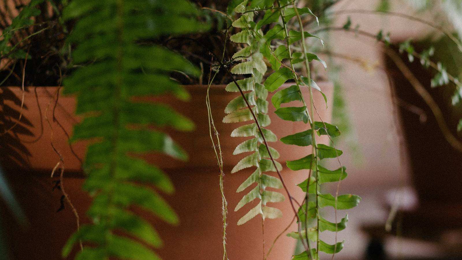 4 Benefits of Having a Boston Fern in Your Home