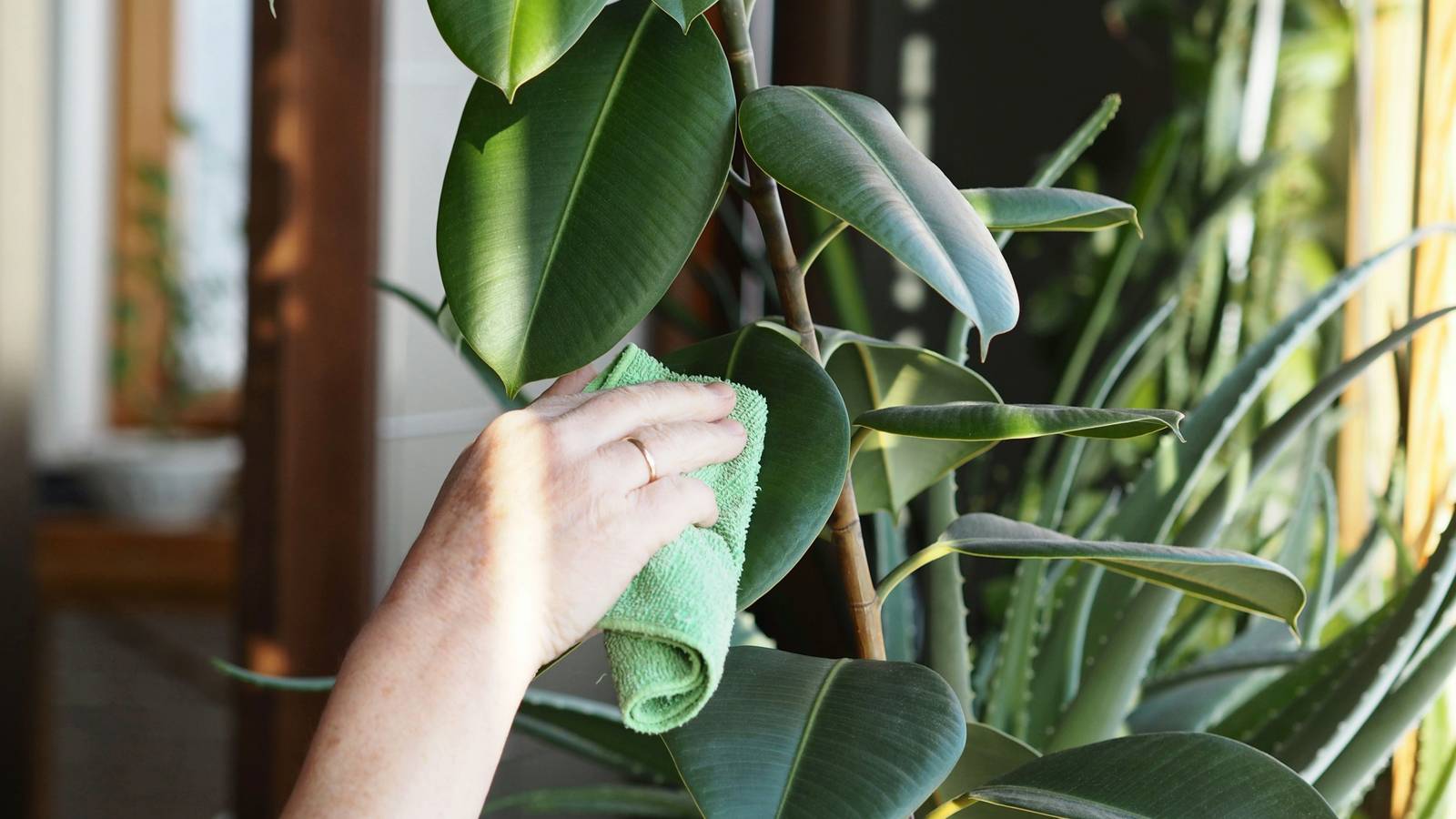 6 Houseplants That Help Remove Dust From Your Home