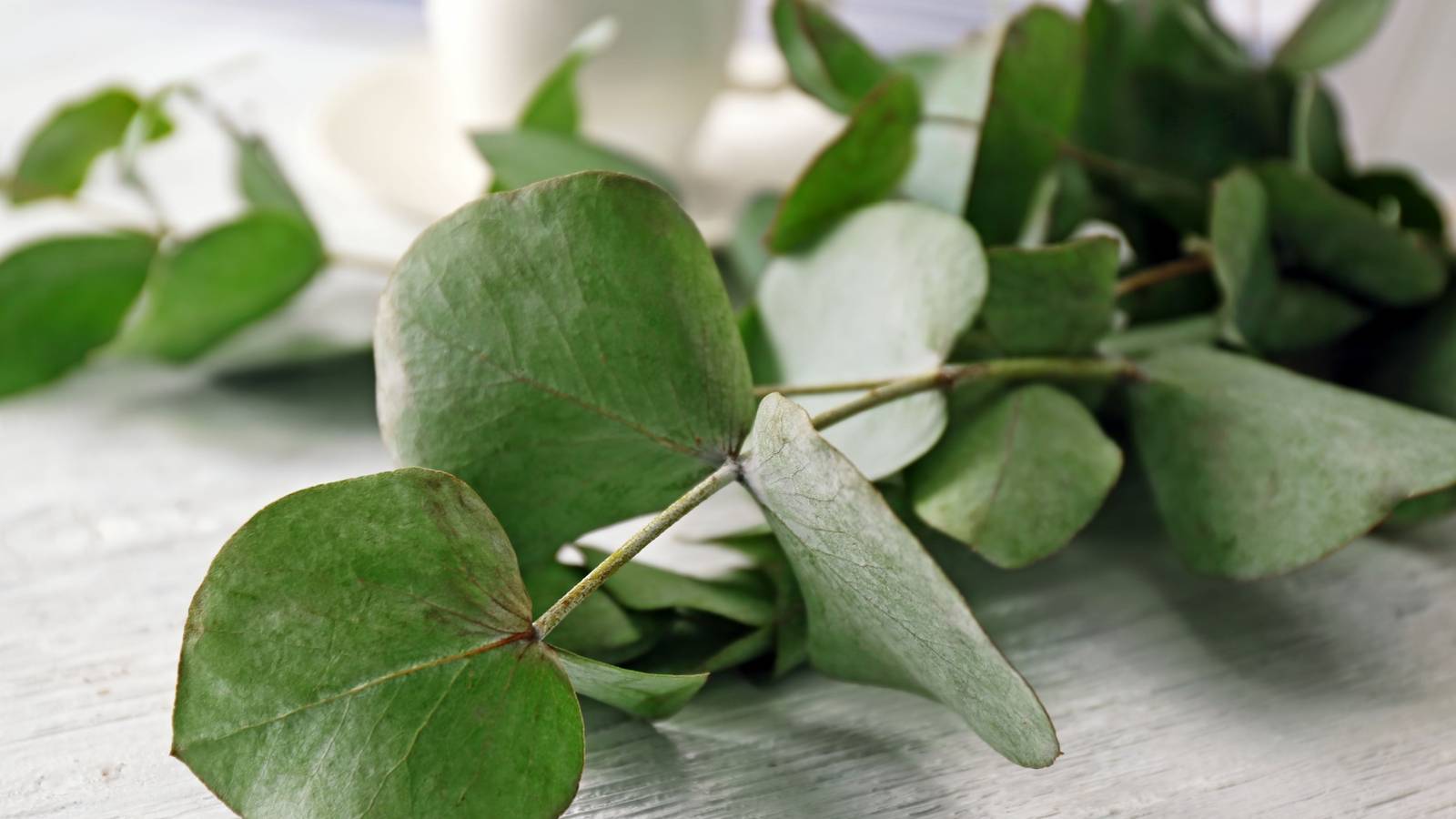 9 Tips for Caring for Your Eucalyptus Plant