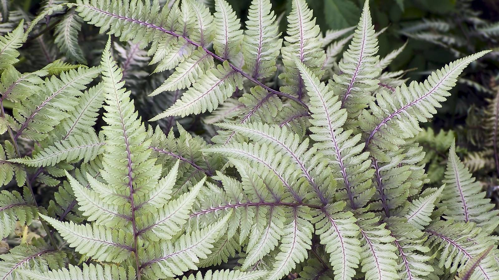 8 Ferns to Grow Indoors and Out