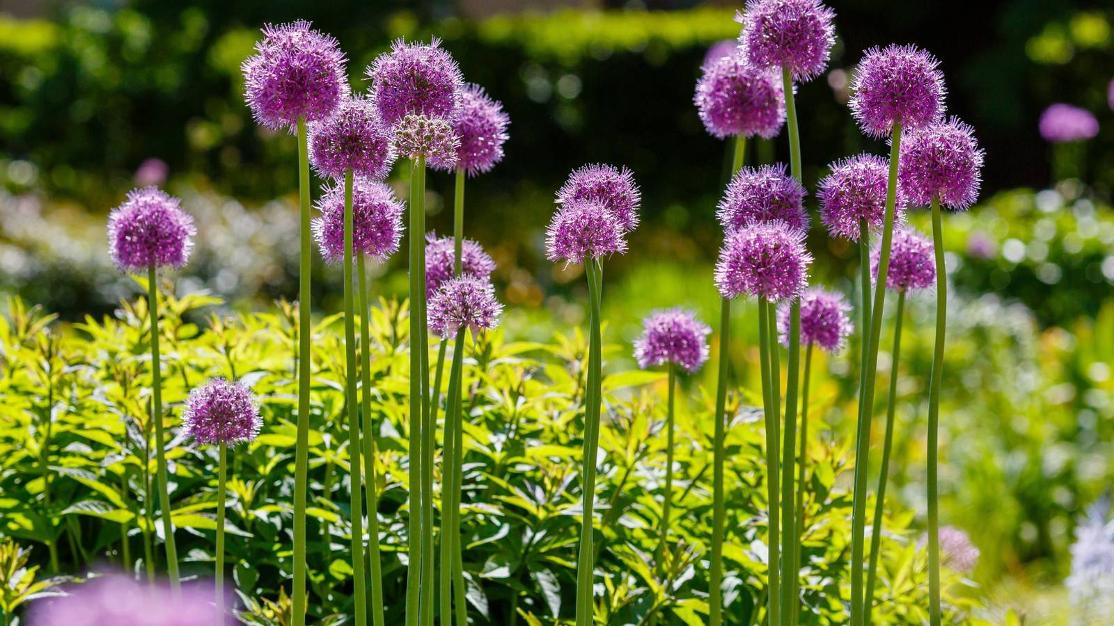 6 Easy Foundation Plants for Around Your Home