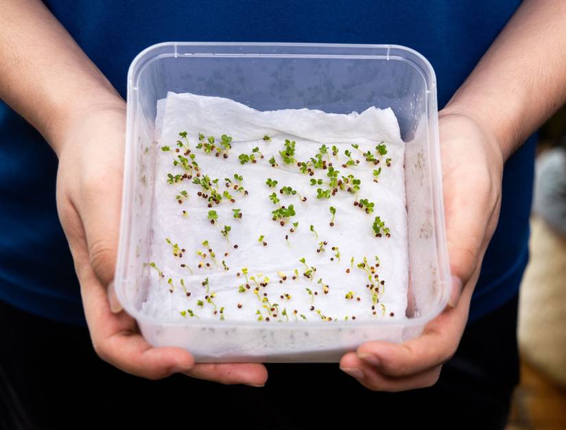 6 Ways to Cold Stratify Seeds