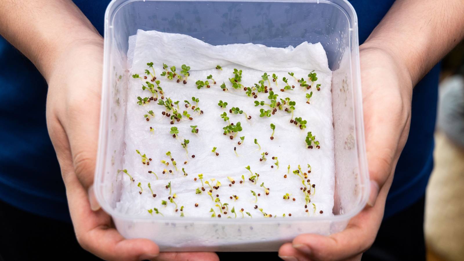 How to Germinate Seeds in Paper Towels