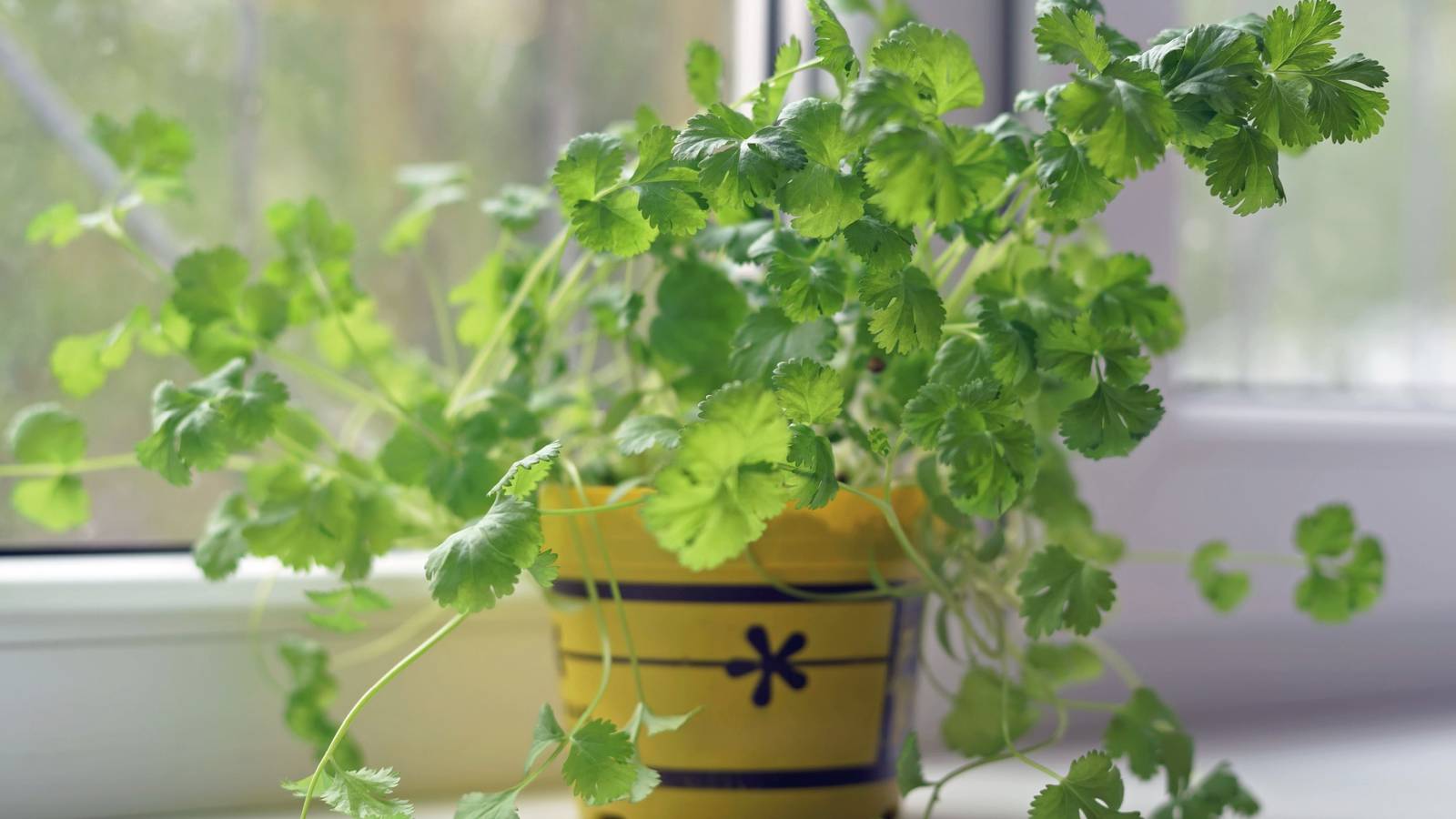 How to Grow Cilantro in Pots