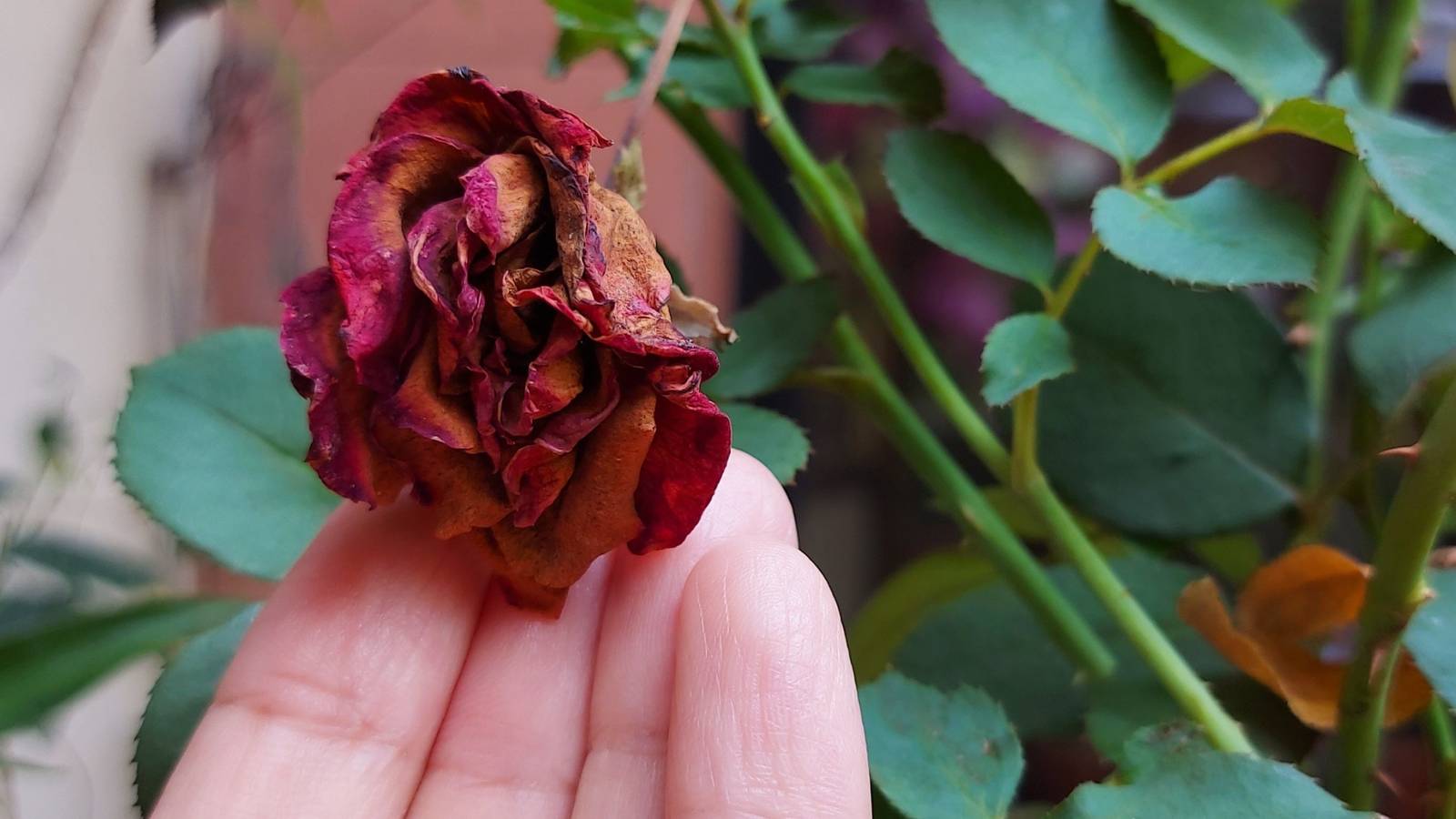 5 Most Difficult Plants to Grow in Your Garden