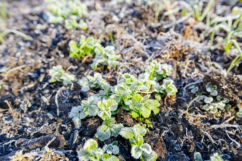 5 Ways to Protect Plants From a Late Frost