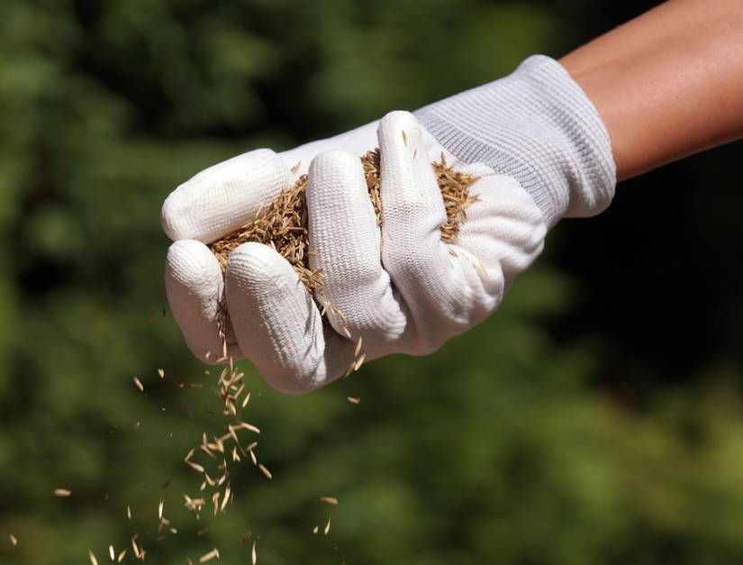 How Long Does it Take Grass Seed to Grow?