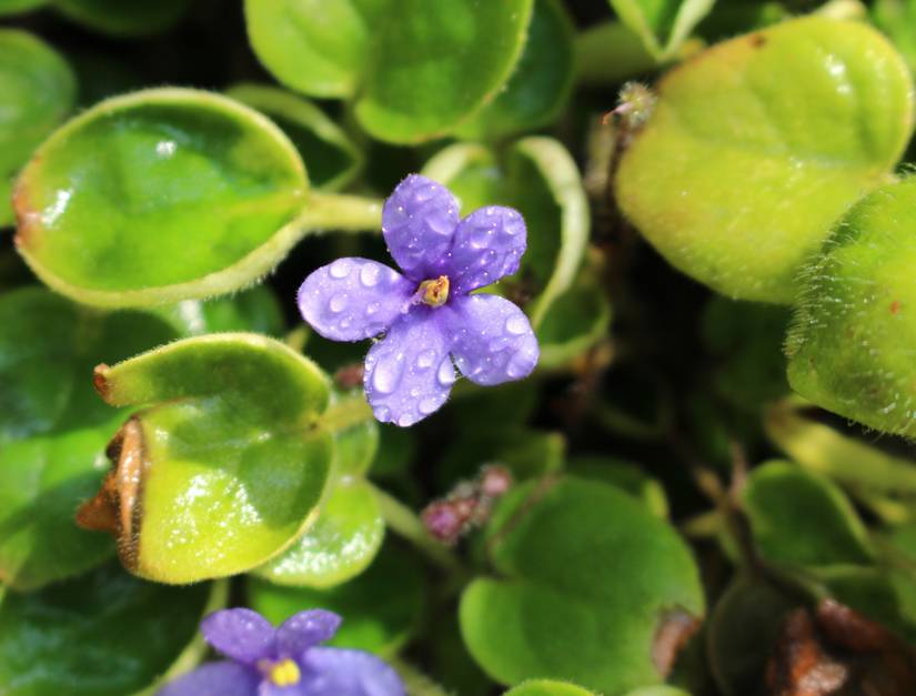 Why Your African Violet Is Not Blooming