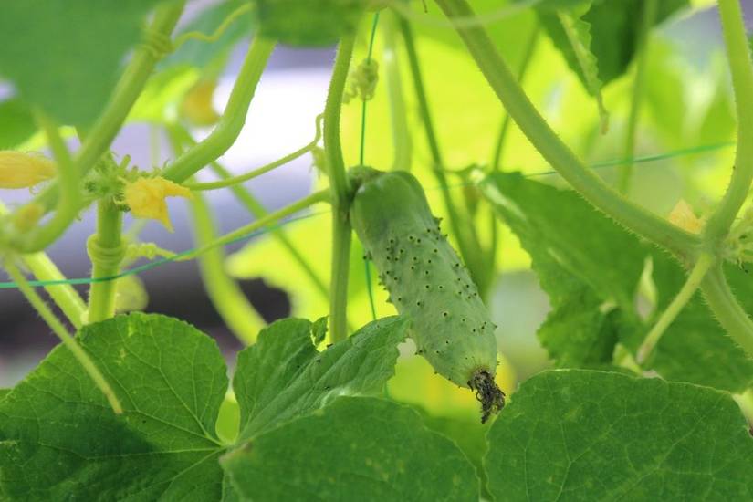 6 Tips for Growing Cucumbers in Hanging Baskets