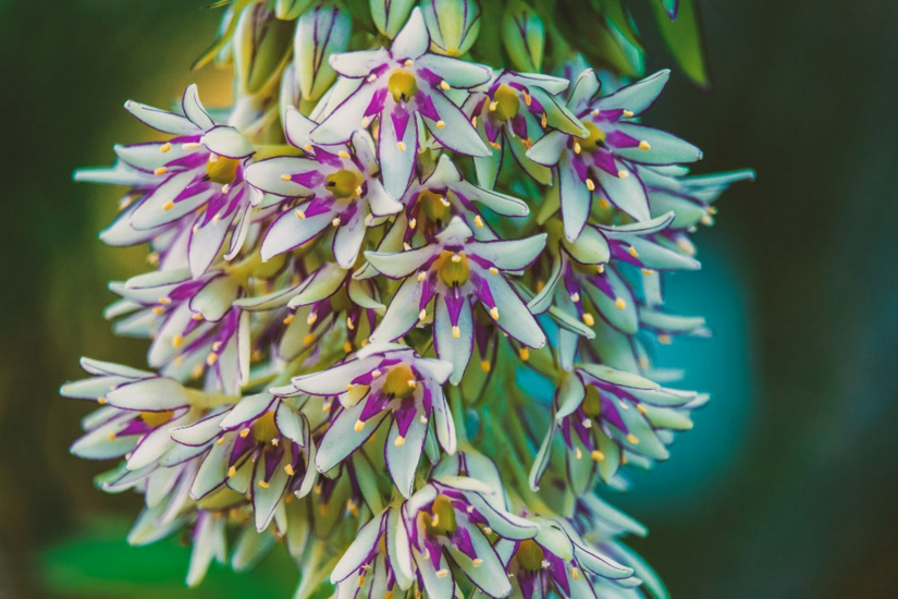 6 Stinky Plants You Will Not Want in Your Garden