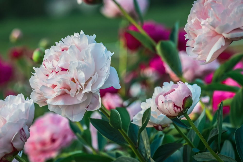 When to Fertilize Peonies for the Best Blooms