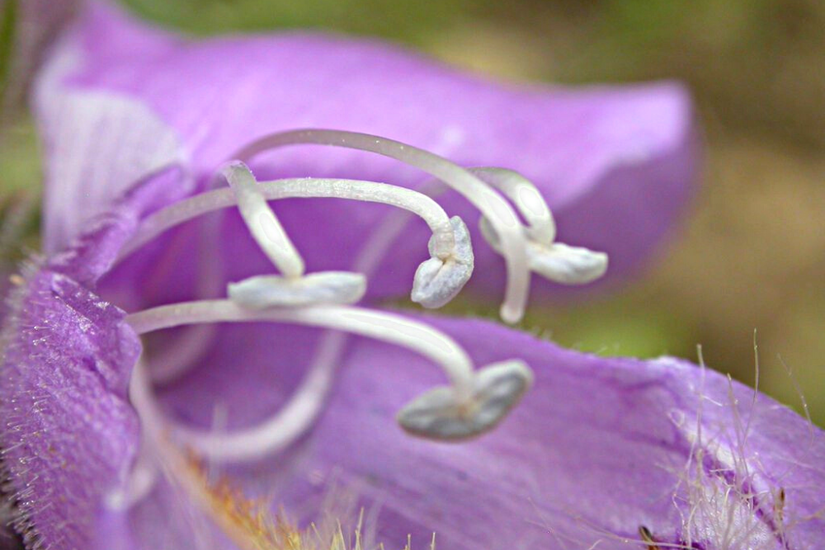 7 Perennial Flowers to Start From Seed