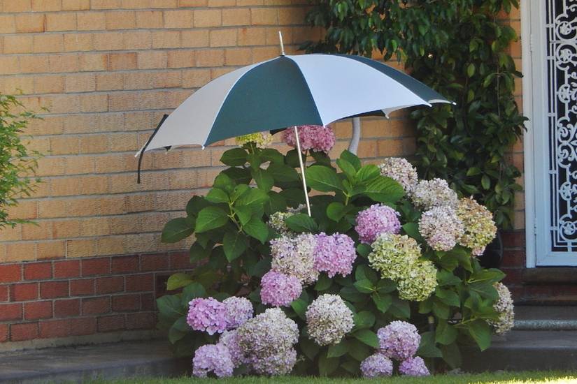 7 Tips to Get Your Hydrangeas to Bloom After Winter