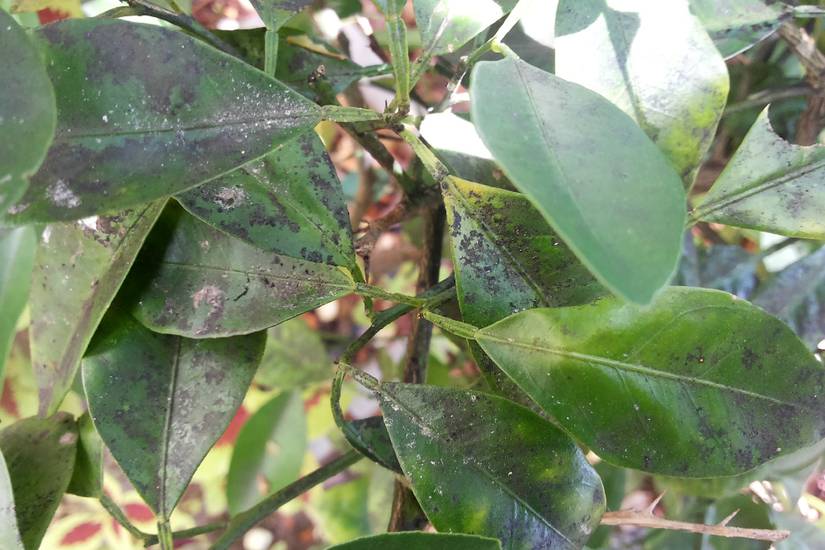 How to Get Rid of Scale Insects on Your Houseplants