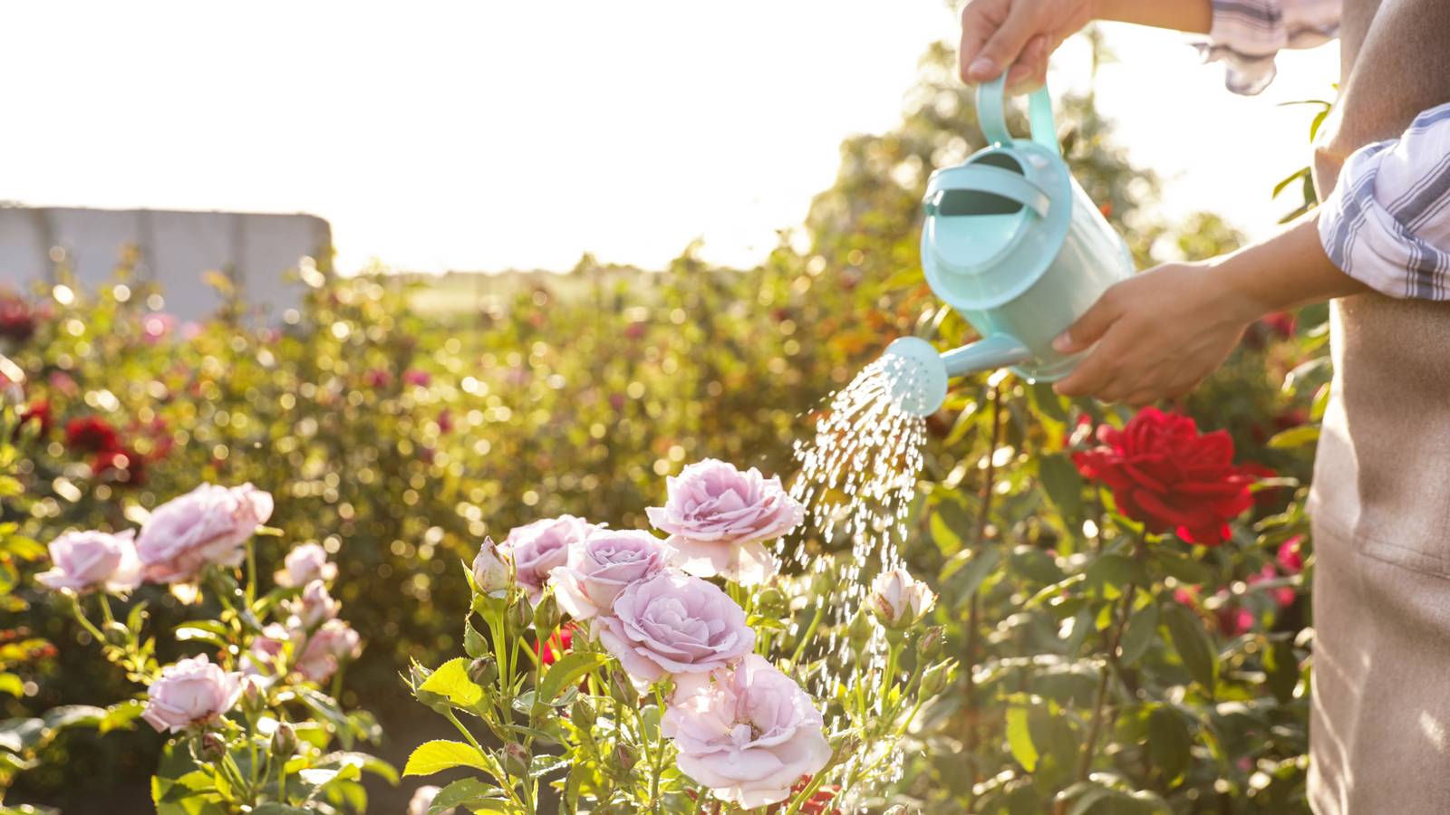 Everything You Need to Know About Adding Roses to Your Landscape