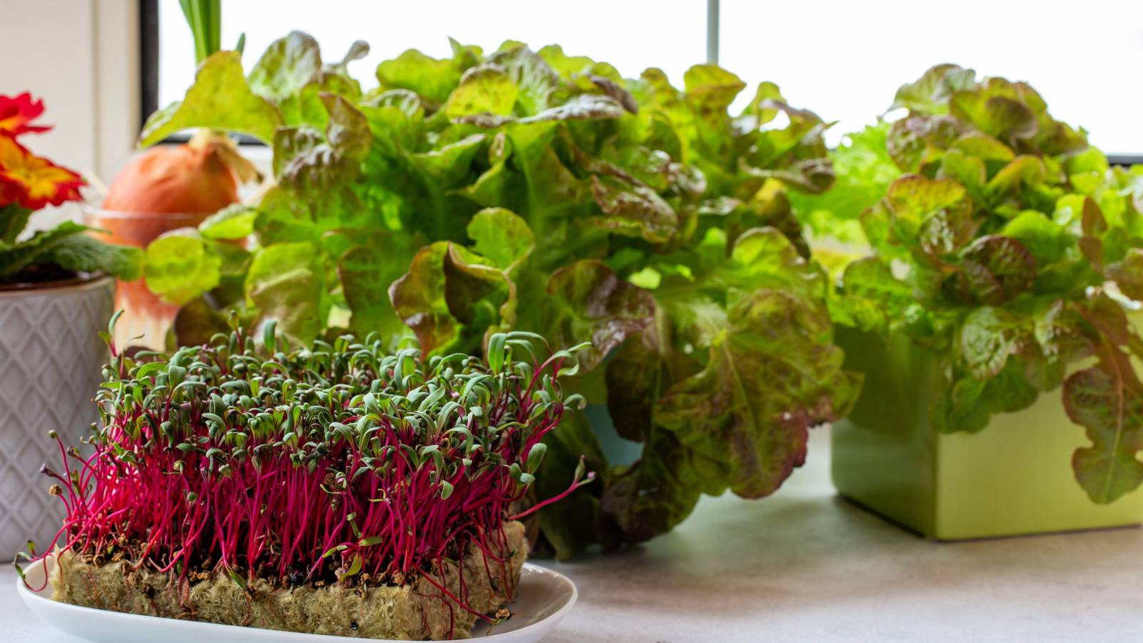 4 Tips for Growing Vegetables in Containers