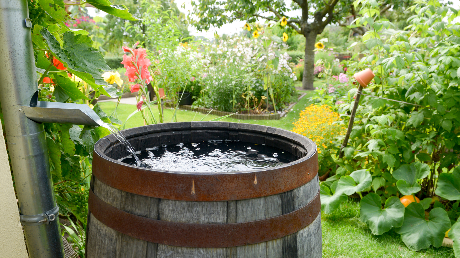 8 Rainscaping Ideas for Your Yard and Garden