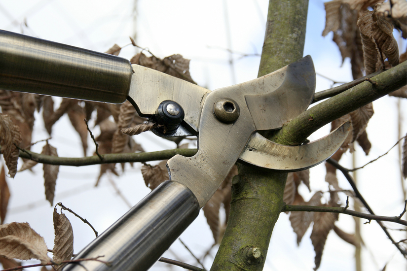 5 Best Pruning Tools For Your Yard and Garden