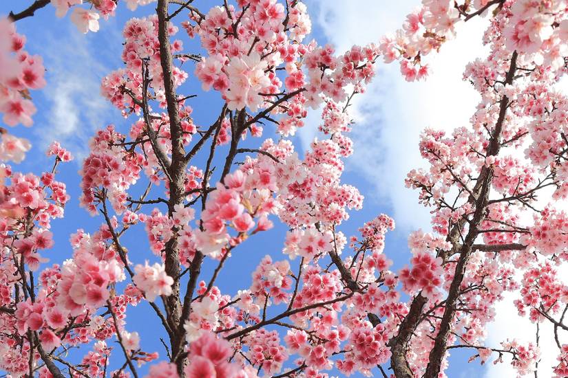 7 Types of Flowering Trees to Beautify Your Landscape