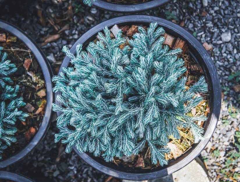 7 Best Evergreens for Containers