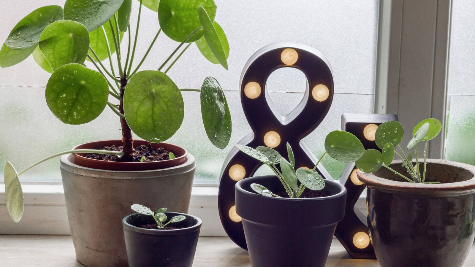 6 Benefits of Having a Chinese Money Plant in Your Home