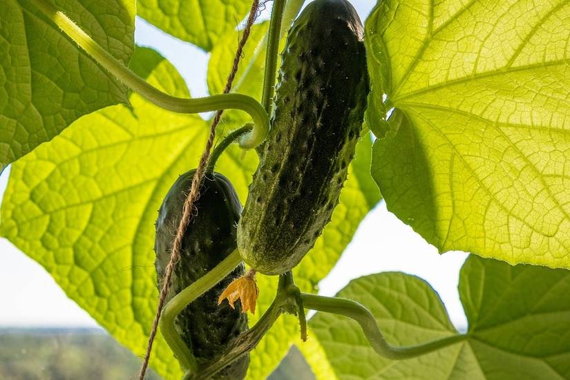 7 Tips for Growing Cucumbers From Seed