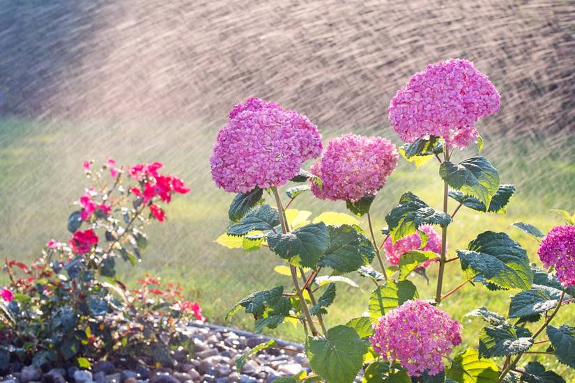 7 Tips to Get Your Hydrangeas to Bloom After Winter