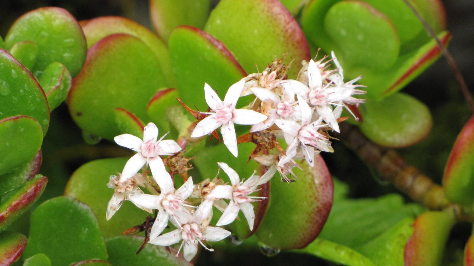How to Get Your Jade Plant to Flower