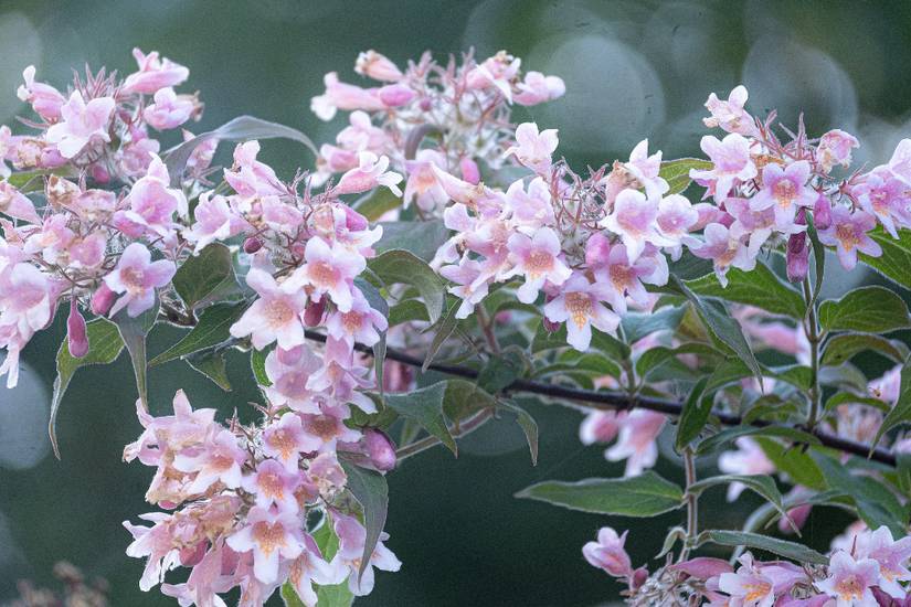 5 Fast Growing Shrubs to Grow for Privacy