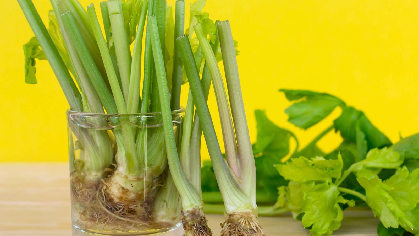 How To Grow Celery From a Stalk