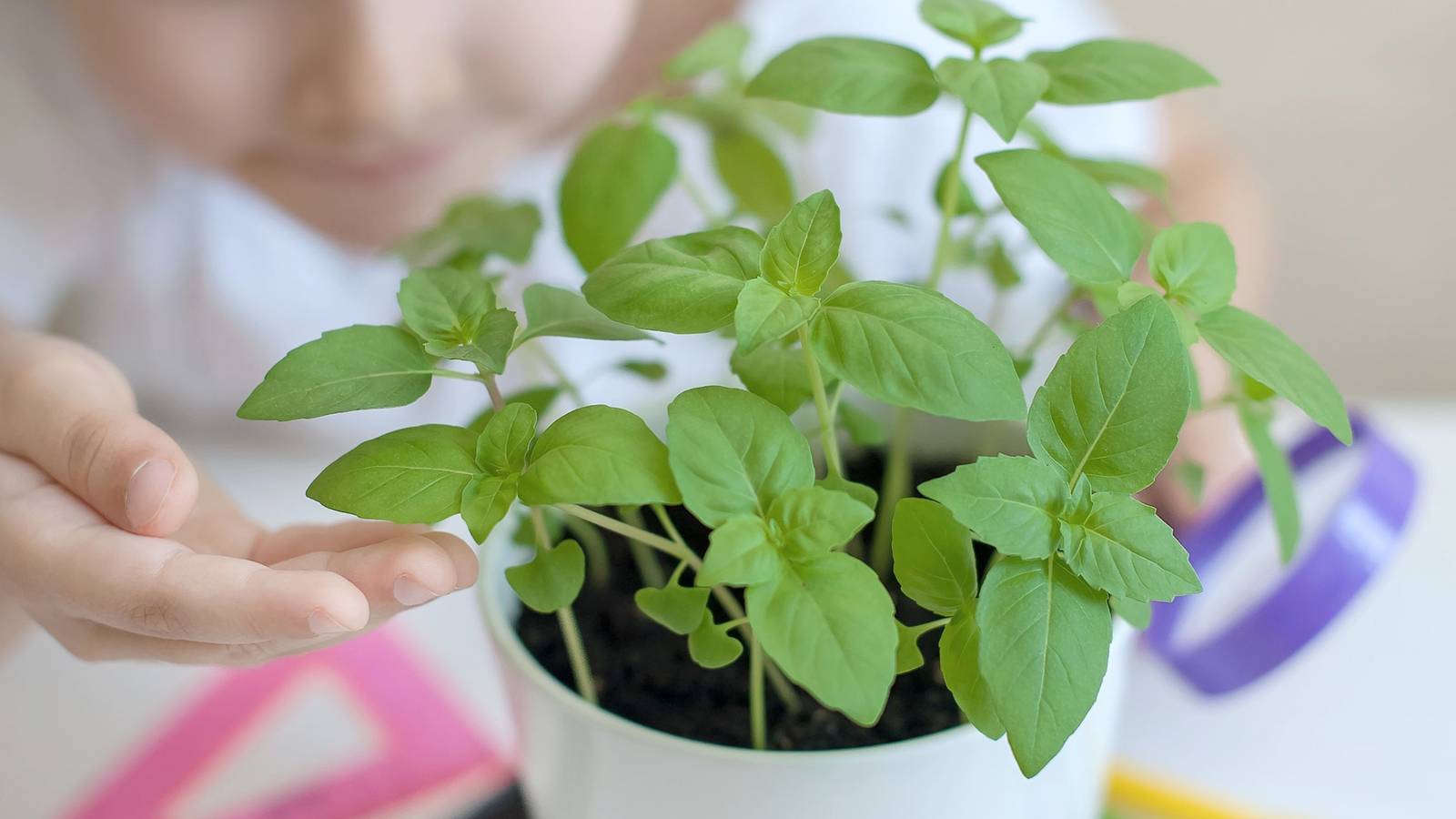 7 Tips For Growing Basil Indoors
