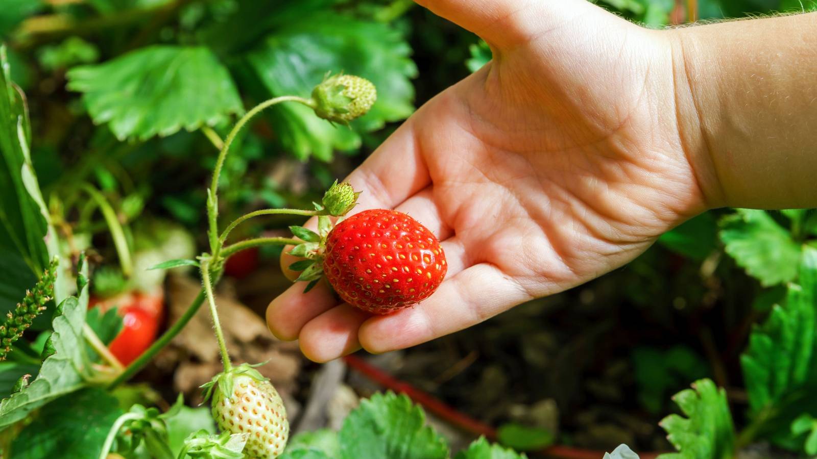 8 Types of Strawberries For Your Home Garden