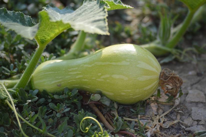 Why You Should Add Coffee Grounds to Your Squash Plant's Soil