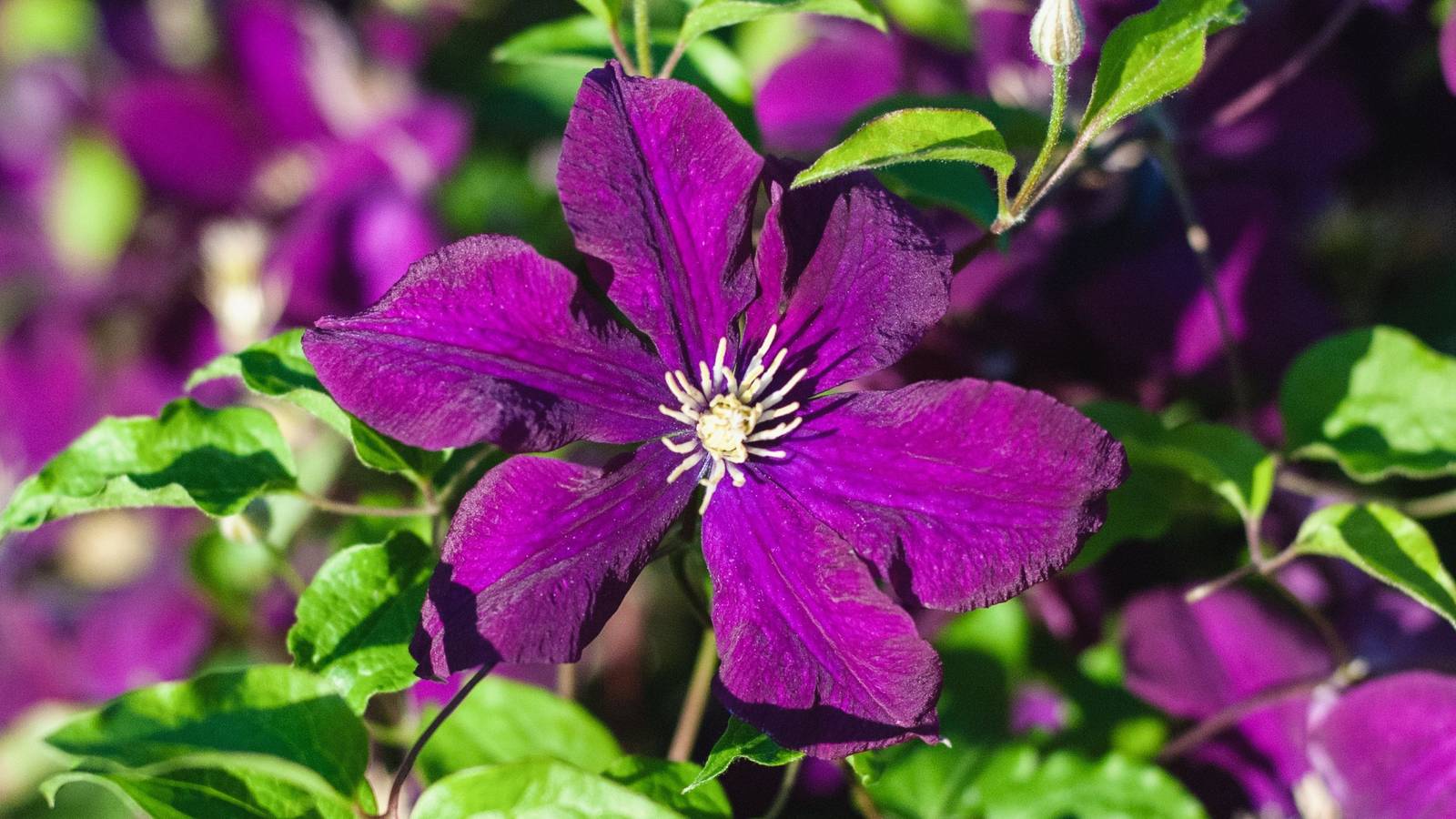 6 Purple Perennial Flowers for Your Garden