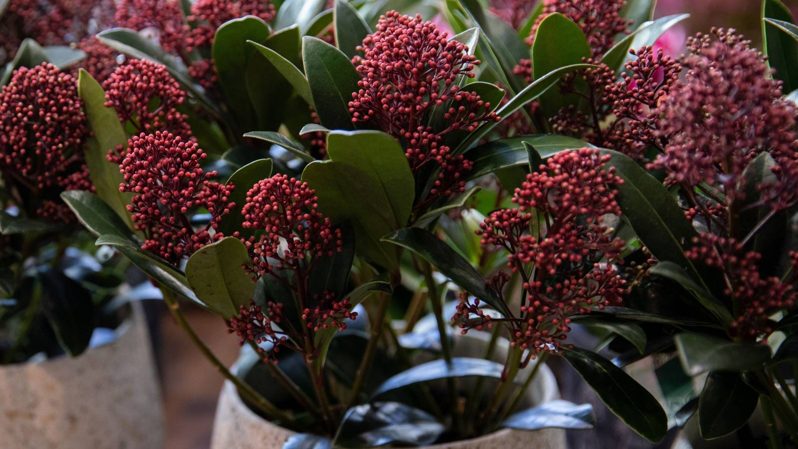 7 Best Evergreens for Containers