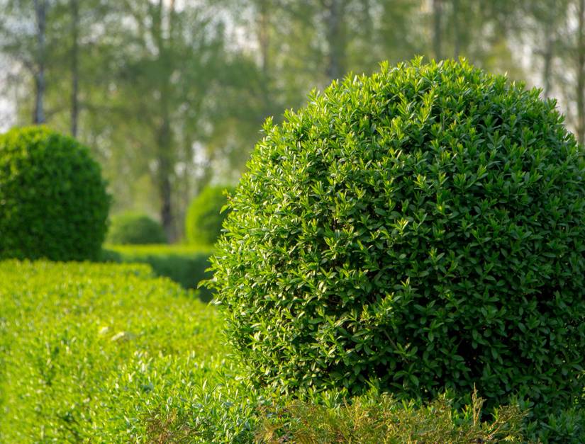 5 Fast Growing Shrubs to Grow for Privacy