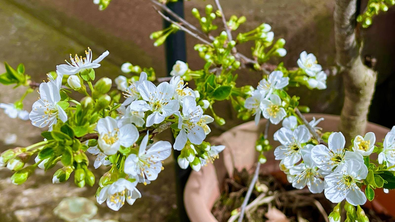How to Grow Cherry Trees in Pots
