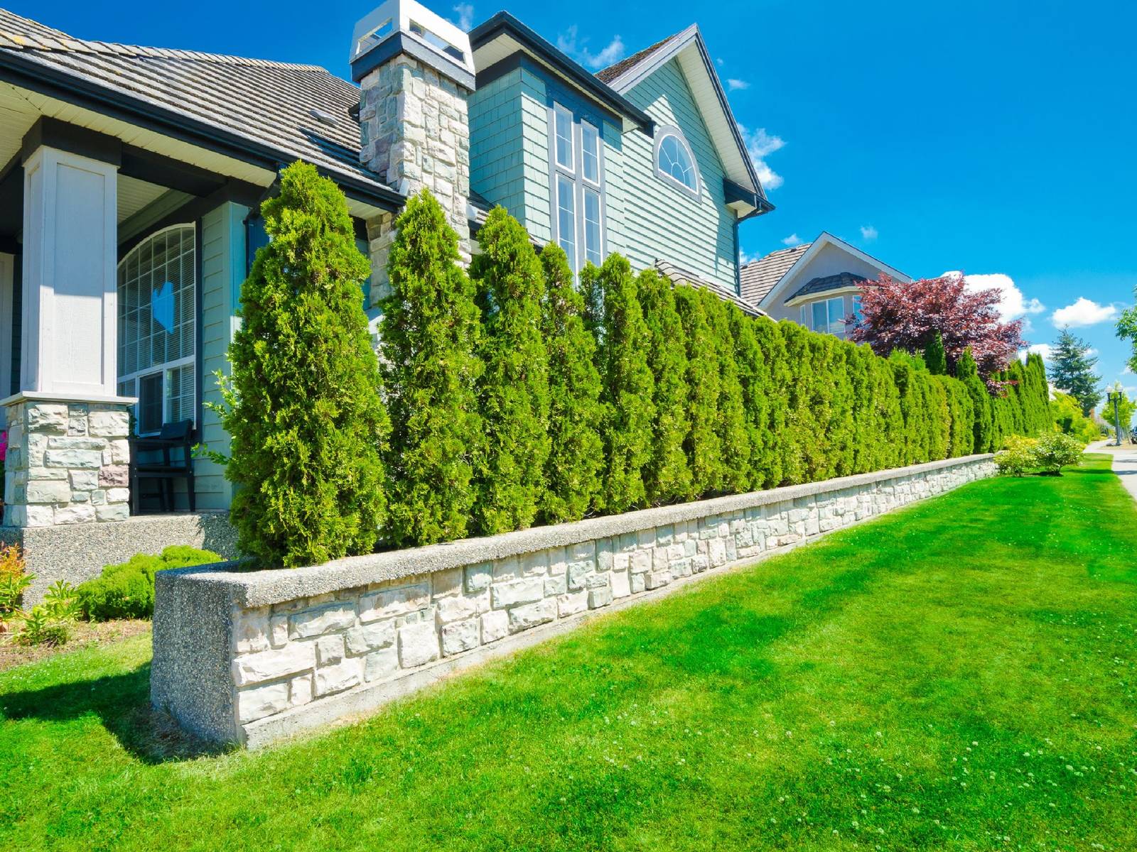 Privacy Hedges For Tight Spaces 22 Of The Best Evergreen Shrubs For