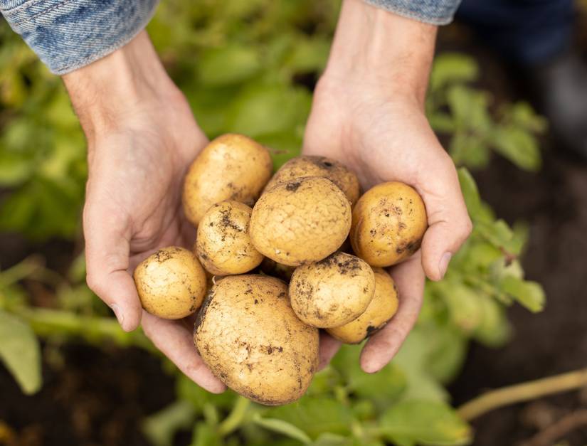 How Deep Should You Plant Potatoes?