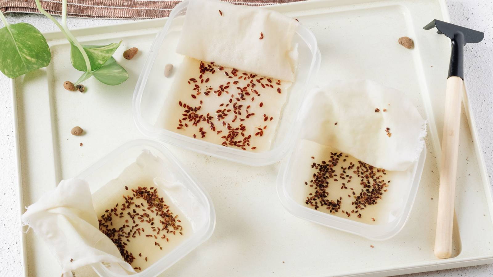 3 Benefits of Soaking Seeds Before Planting