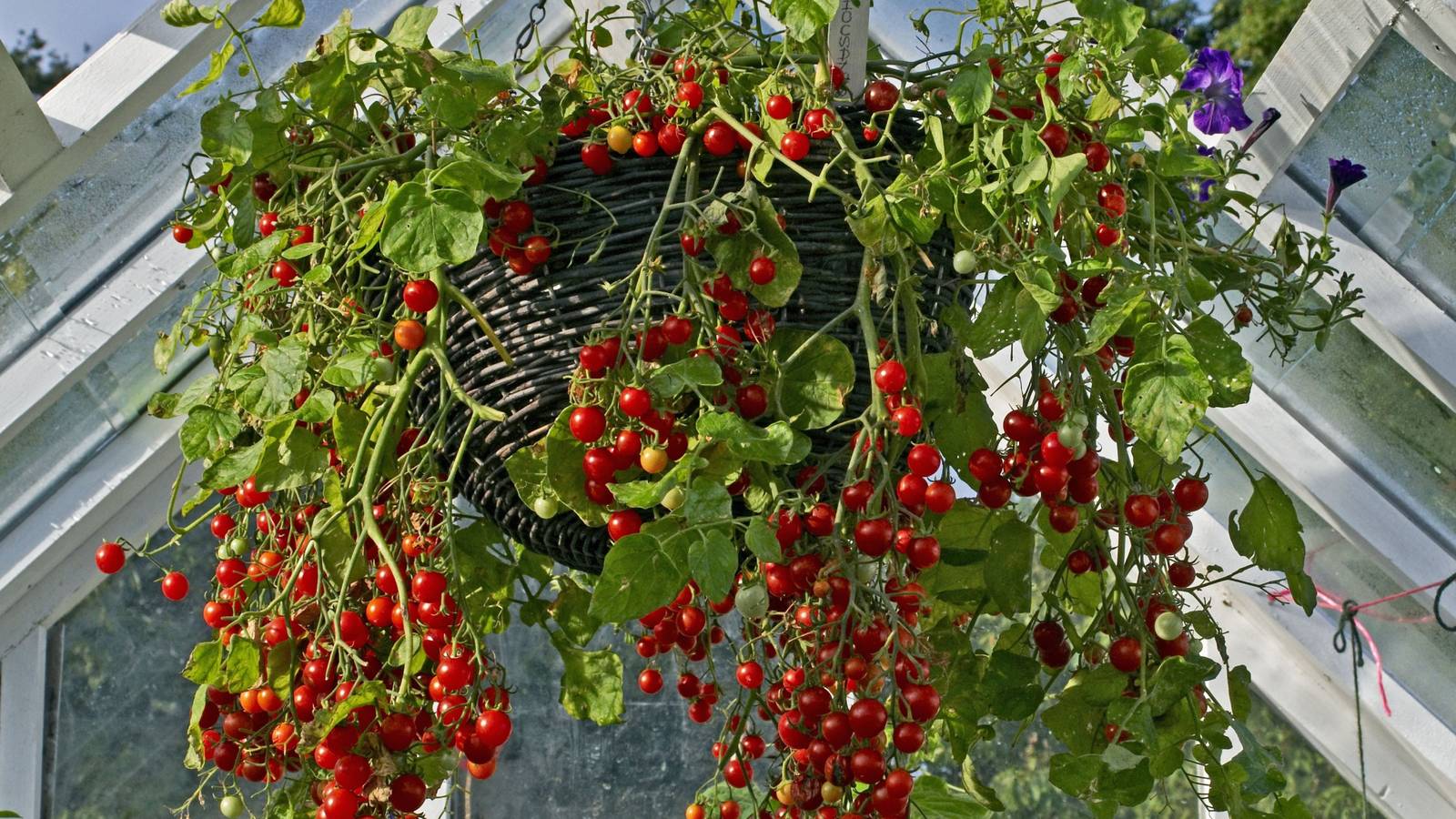 7 Tips For Growing Tomatoes in Hanging Baskets