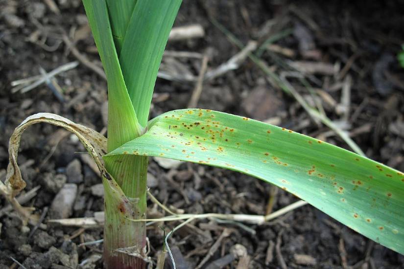 garlic plant problems