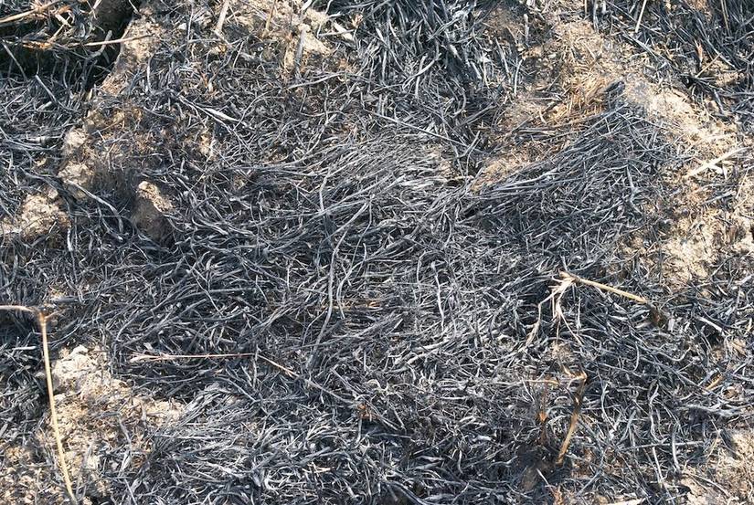 6 Ways to Add Potassium to Your Soil